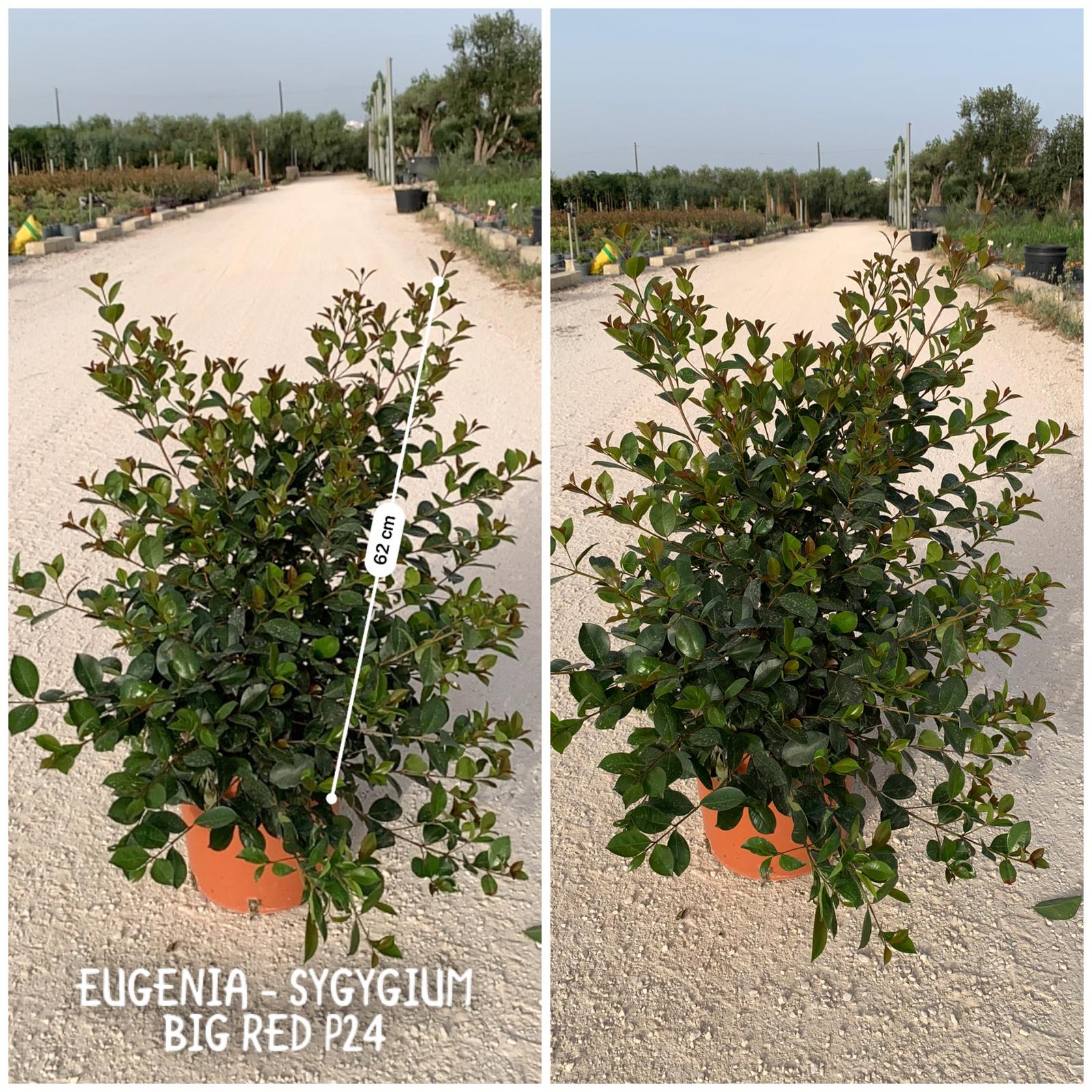 Eugenia Sygygium - Floretica